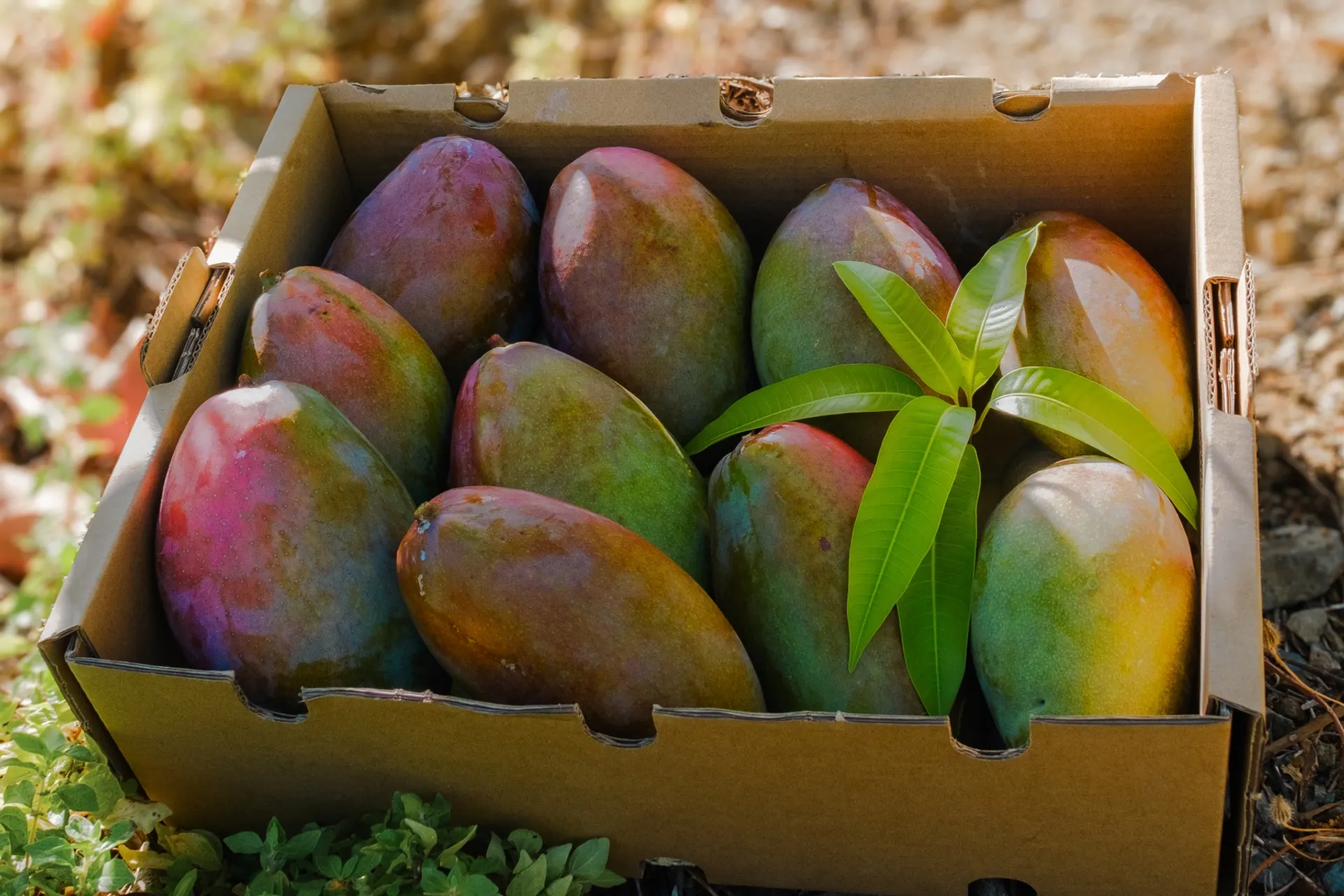 Mangos from El Salto, Spain | CrowdFarming: farm fresh fruits and ...