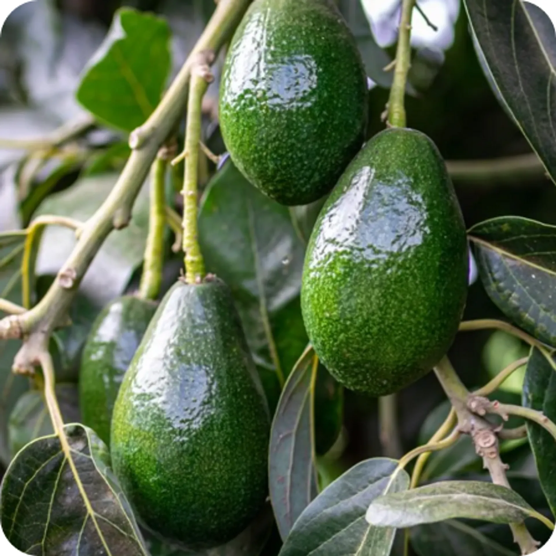 Adoptiere einen Baum, ein Feld, ein Tier, erhalte Ernte | CrowdFarming