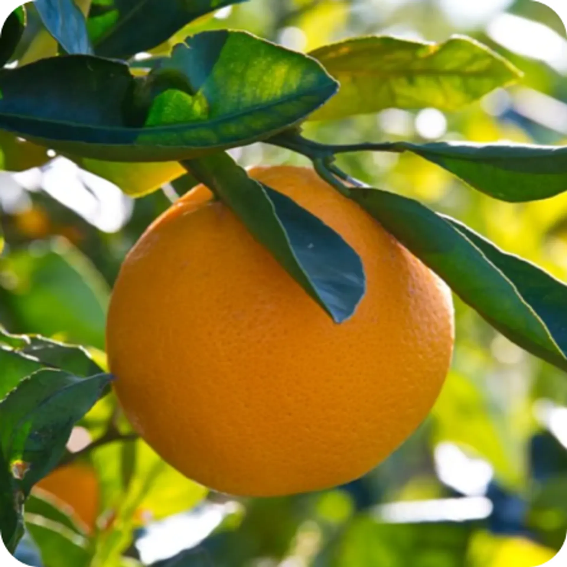 Adoptez un arbre de l’agriculteur | CrowdFarming