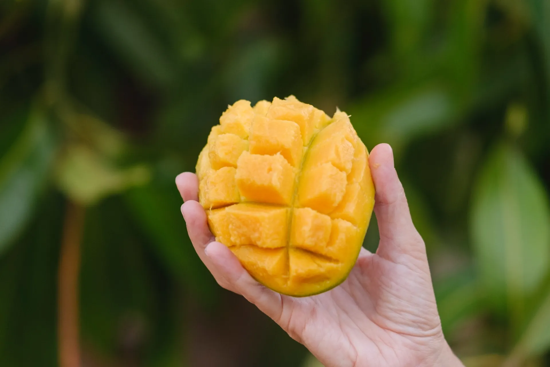 Organic mangos from Unión de Fincas, Spain | CrowdFarming: farm fresh ...