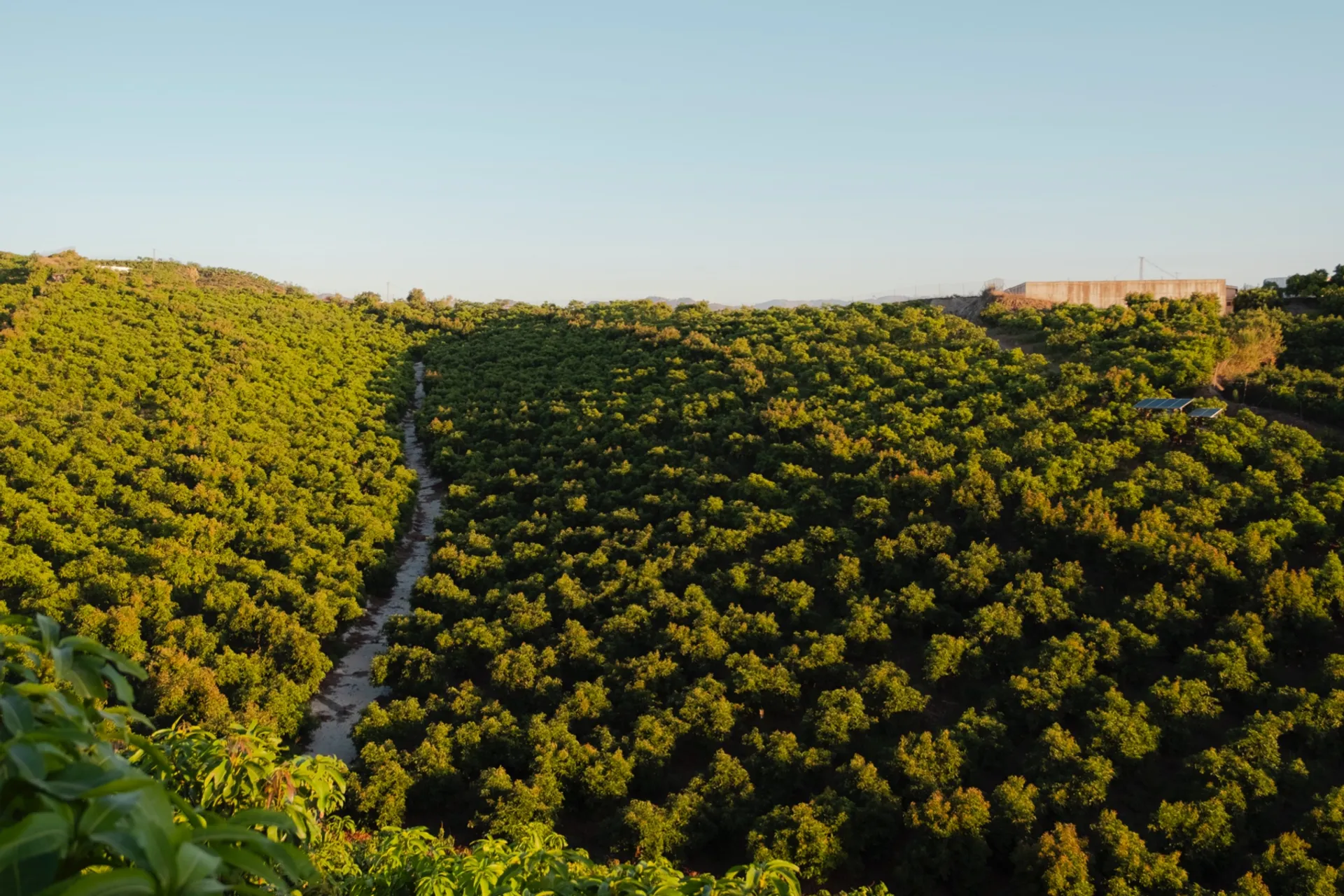 Mangos from Unión de Fincas, Spain | CrowdFarming: farm fresh fruits ...