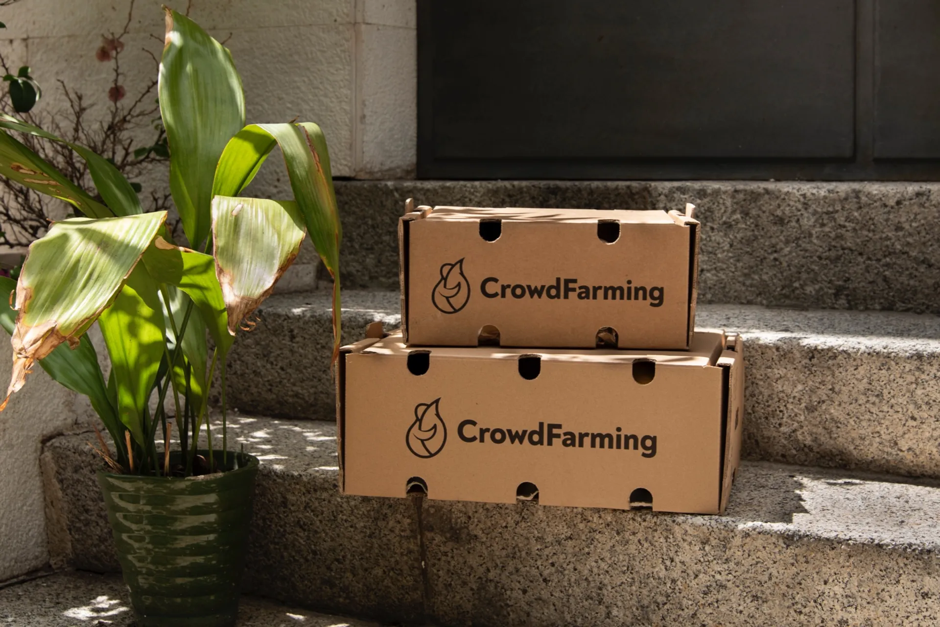 Mangos ecológicos de Unión de Fincas, España | CrowdFarming: fruta y verdura a domicilio