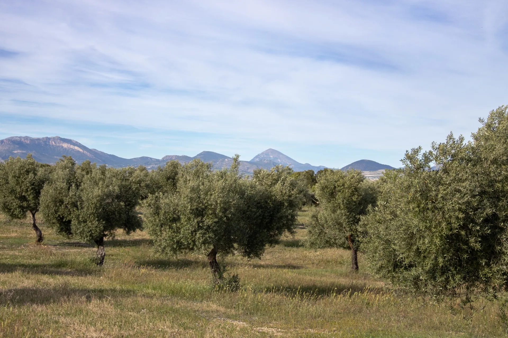 Extra virgin olive oil from Habitat, Spain | CrowdFarming: farm fresh fruits and vegetables to ...