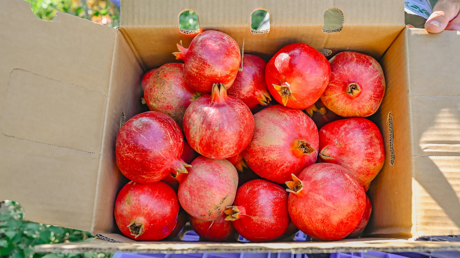 Organic Pomegranates from Biocyclic Vegan Network Cyprus | CrowdFarming