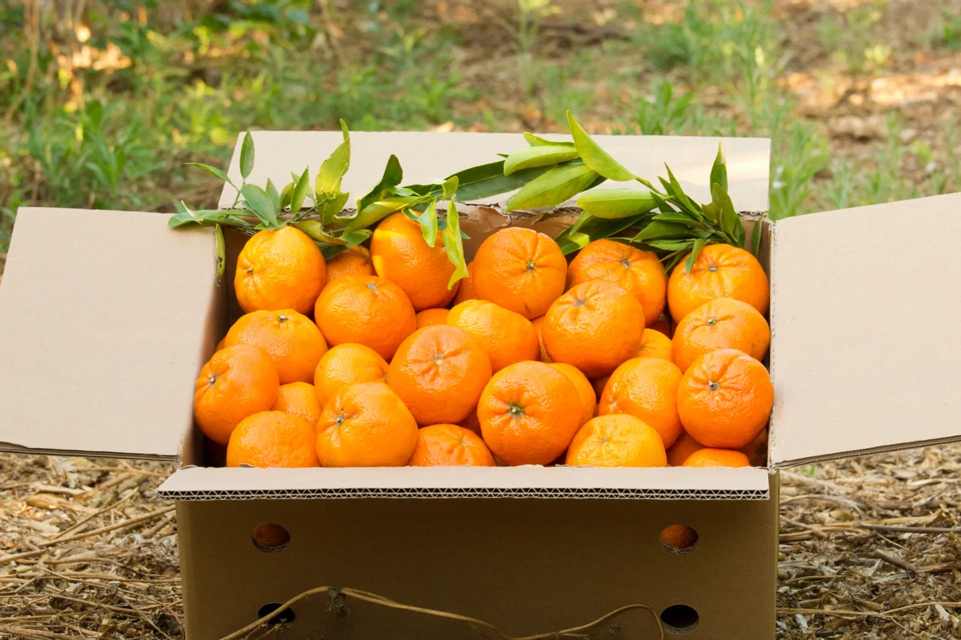 Clementines from CABET, Spain | CrowdFarming: farm fresh fruits and ...