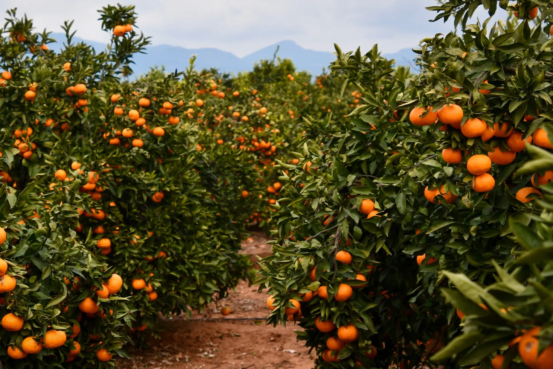 Clementines from CABET, Spain | CrowdFarming: farm fresh fruits and ...