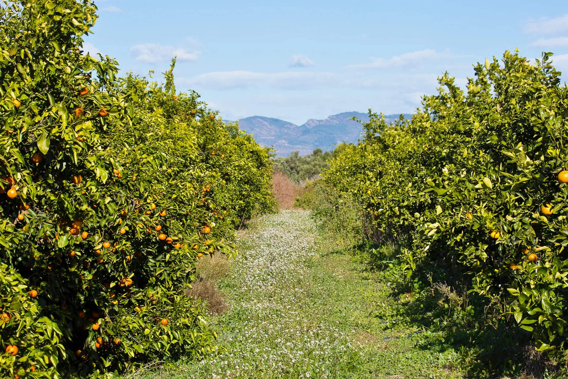 Clementines from CABET, Spain | CrowdFarming: farm fresh fruits and ...