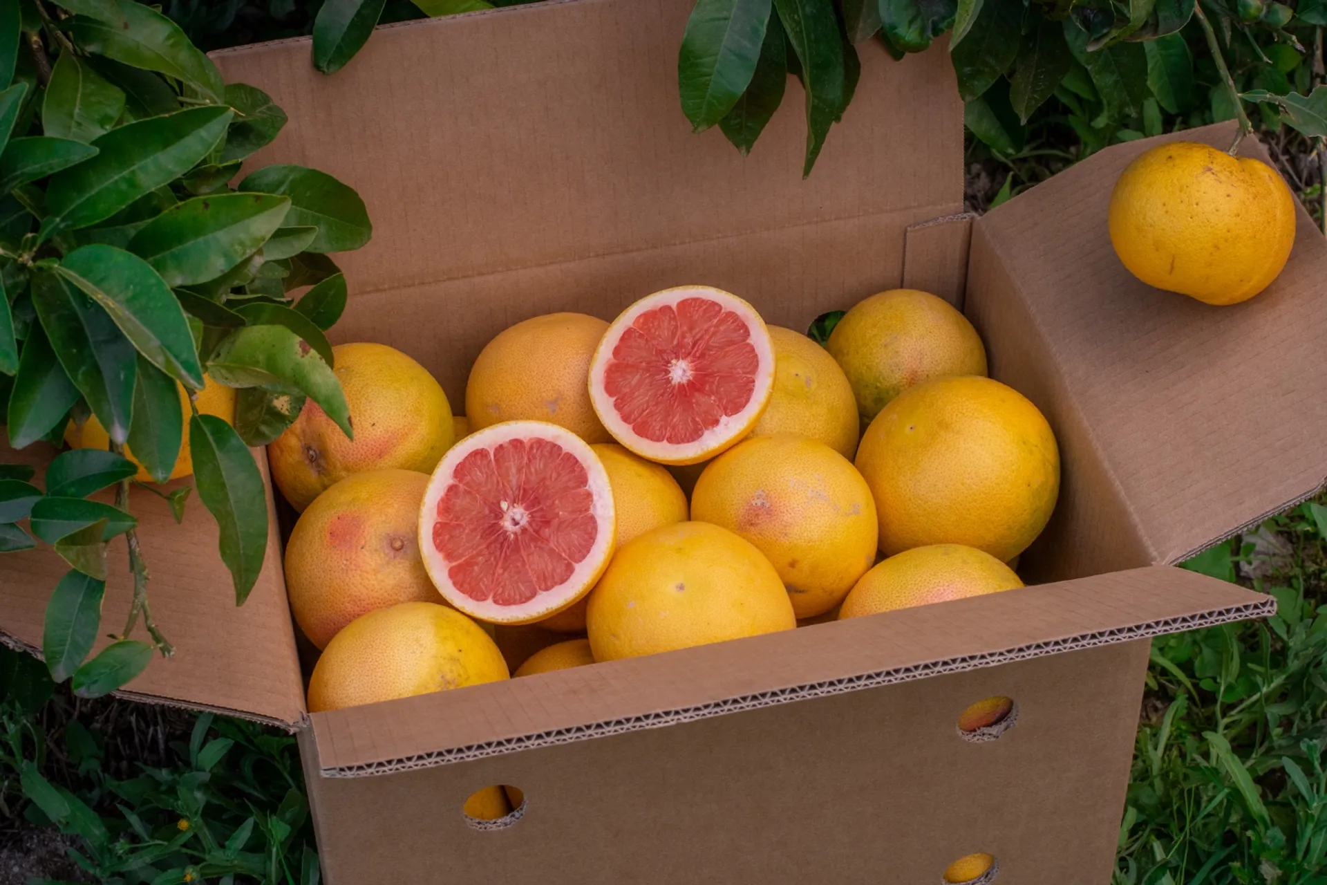 Grapefruit from Finca Capellanía, Spain | CrowdFarming: farm fresh ...