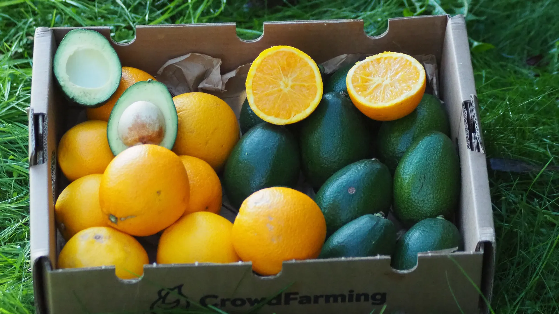 Oranges et Avocats de saison et d'Europe | CrowdFarming