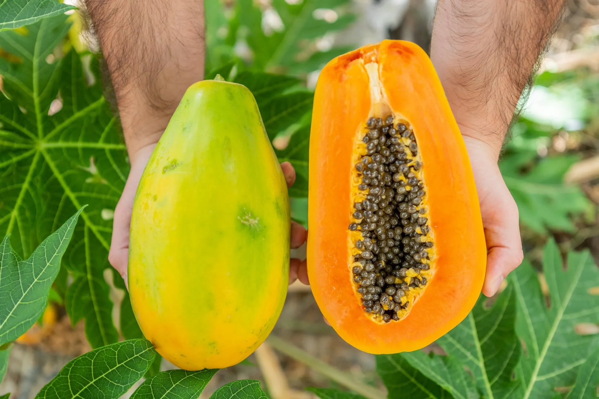 Papaja's van Huerto Los Montieles, Spanje | CrowdFarming: groenten en ...