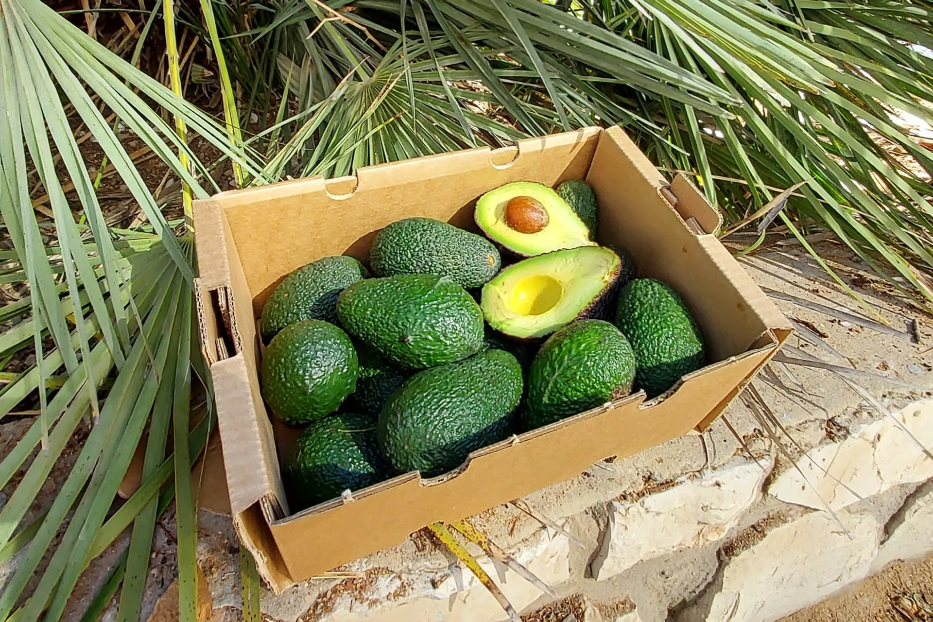 Avocados from La Reala, Spain | CrowdFarming: farm fresh fruits and ...