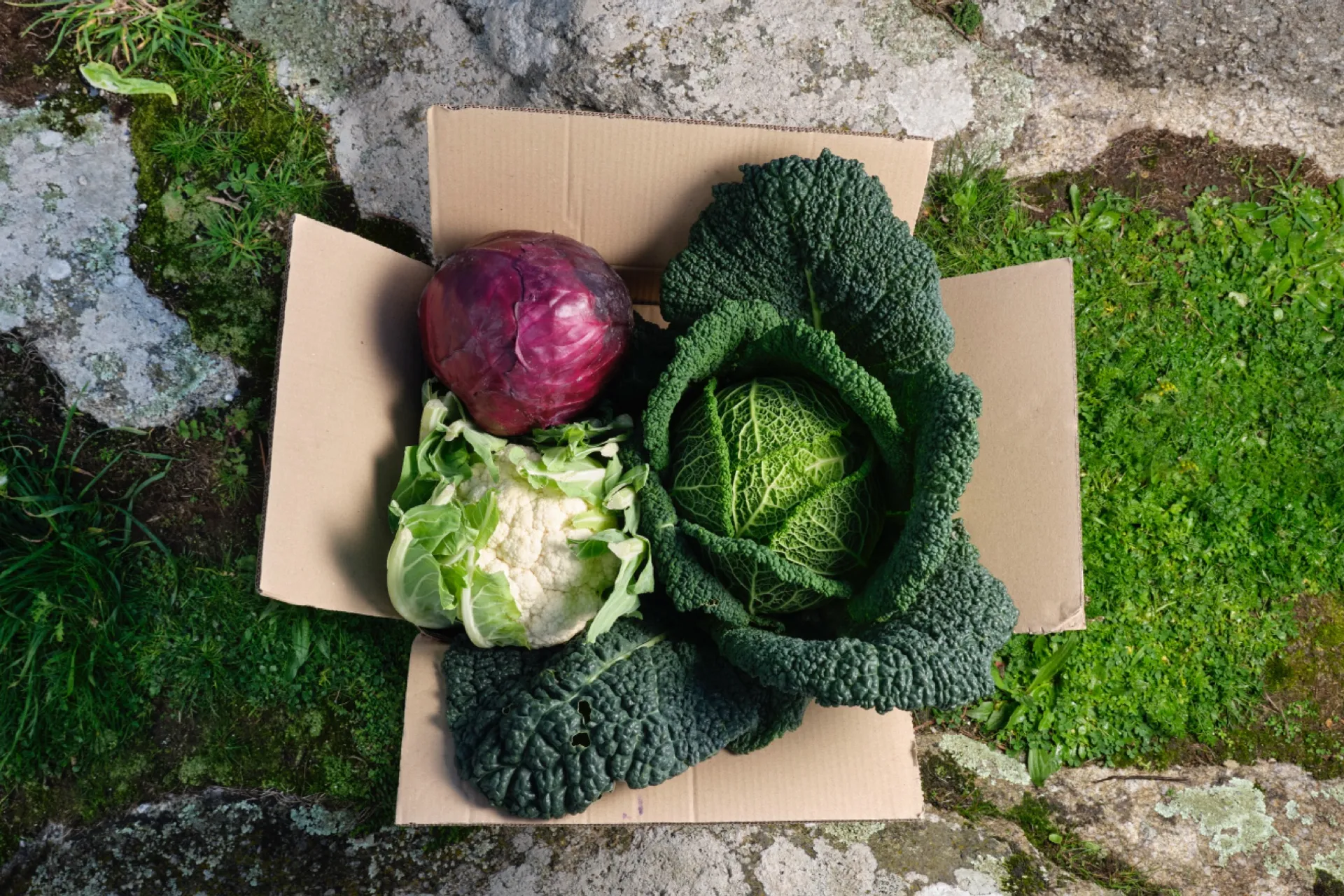 Mixed cabbage from Maison Quemener, France |CrowdFarming: fresh from ...