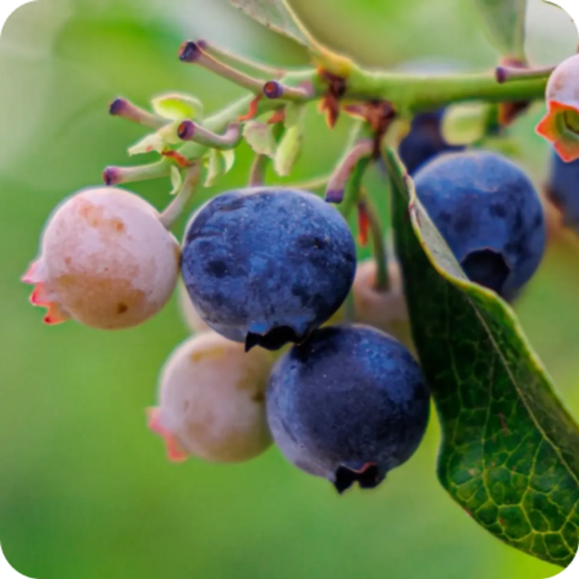 Adoptez un arbre de l’agriculteur | CrowdFarming