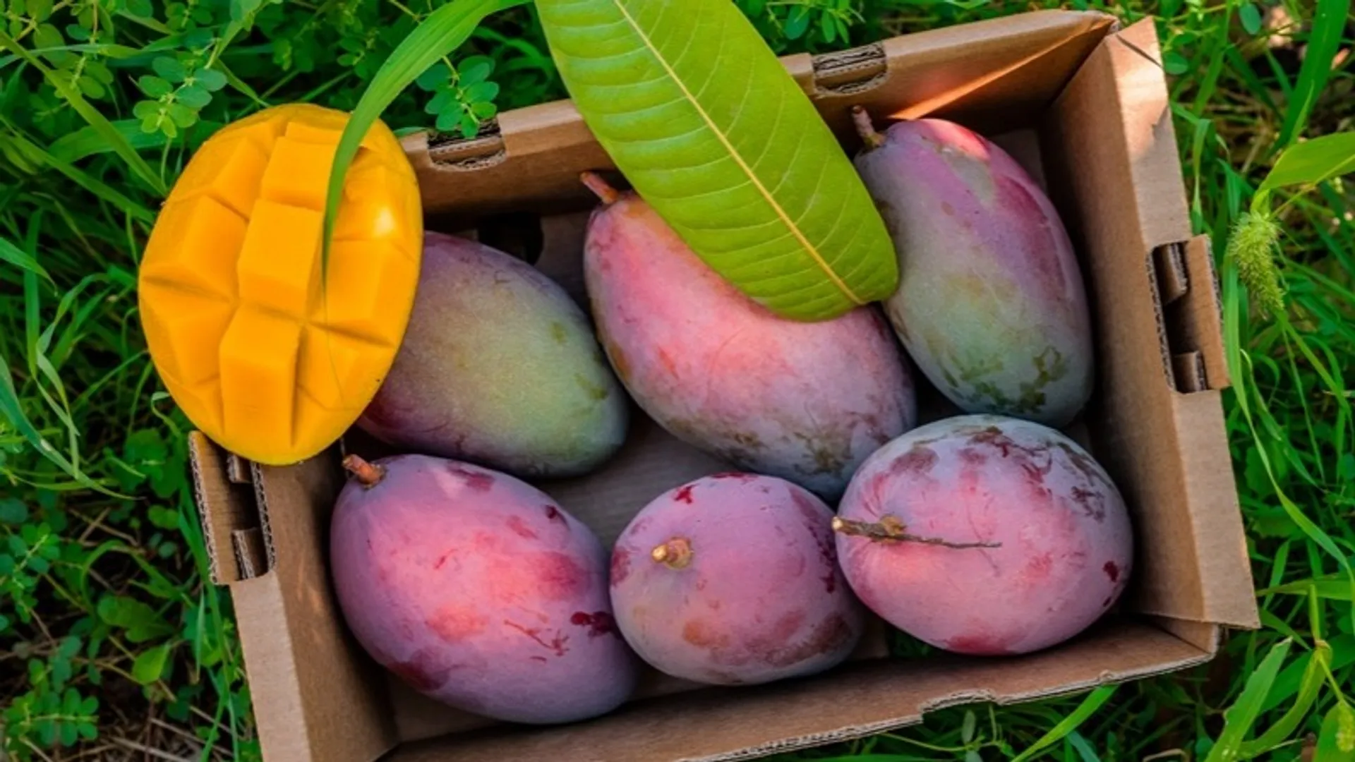 Adopta un árbol, campo o animal y recibe tu cosecha | CrowdFarming