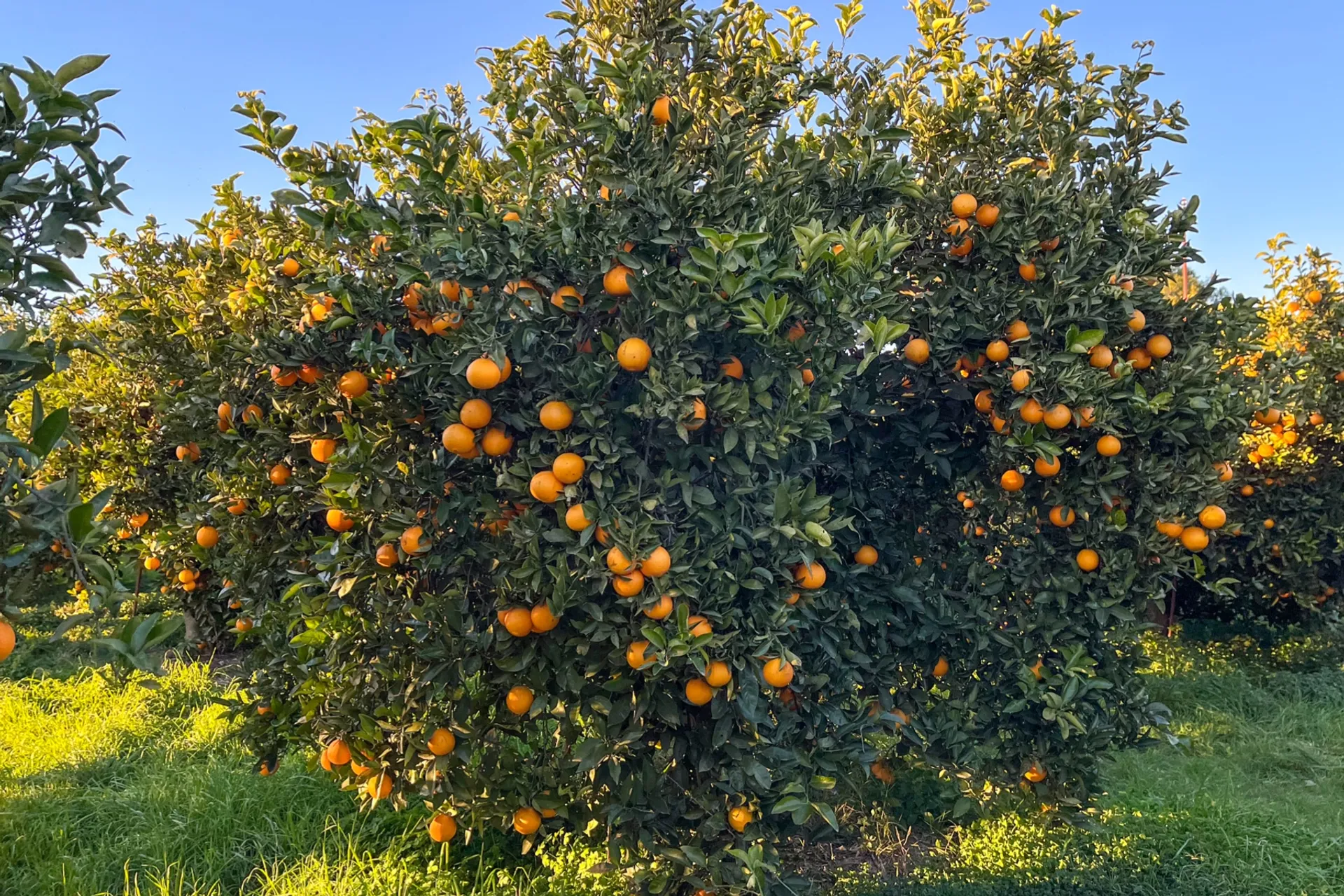 Oranges and avocados from Unión de Fincas, Spain | CrowdFarming: farm ...