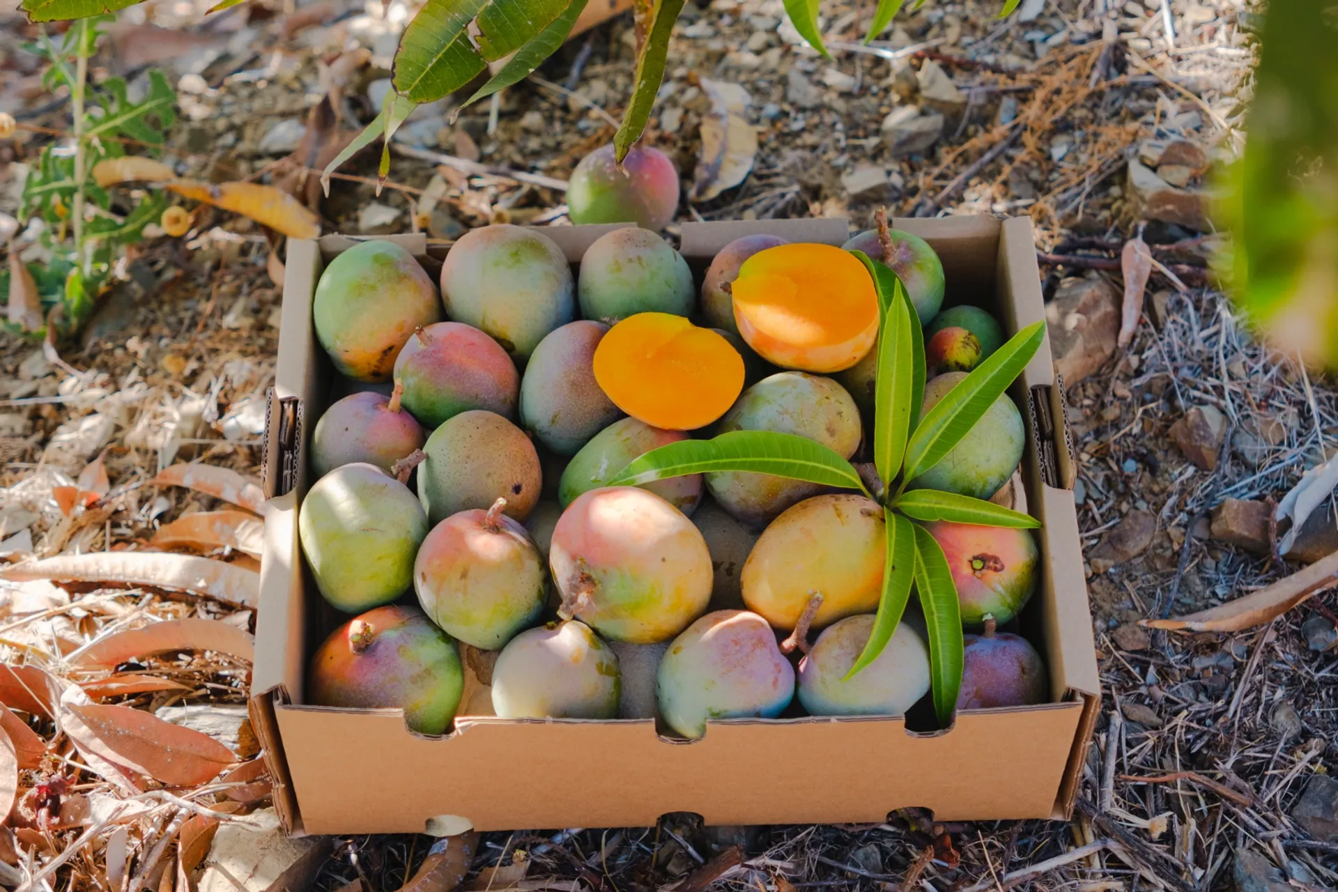 Lady Jane mangos from Cabrillas de Vélez, Spain | CrowdFarming: farm ...