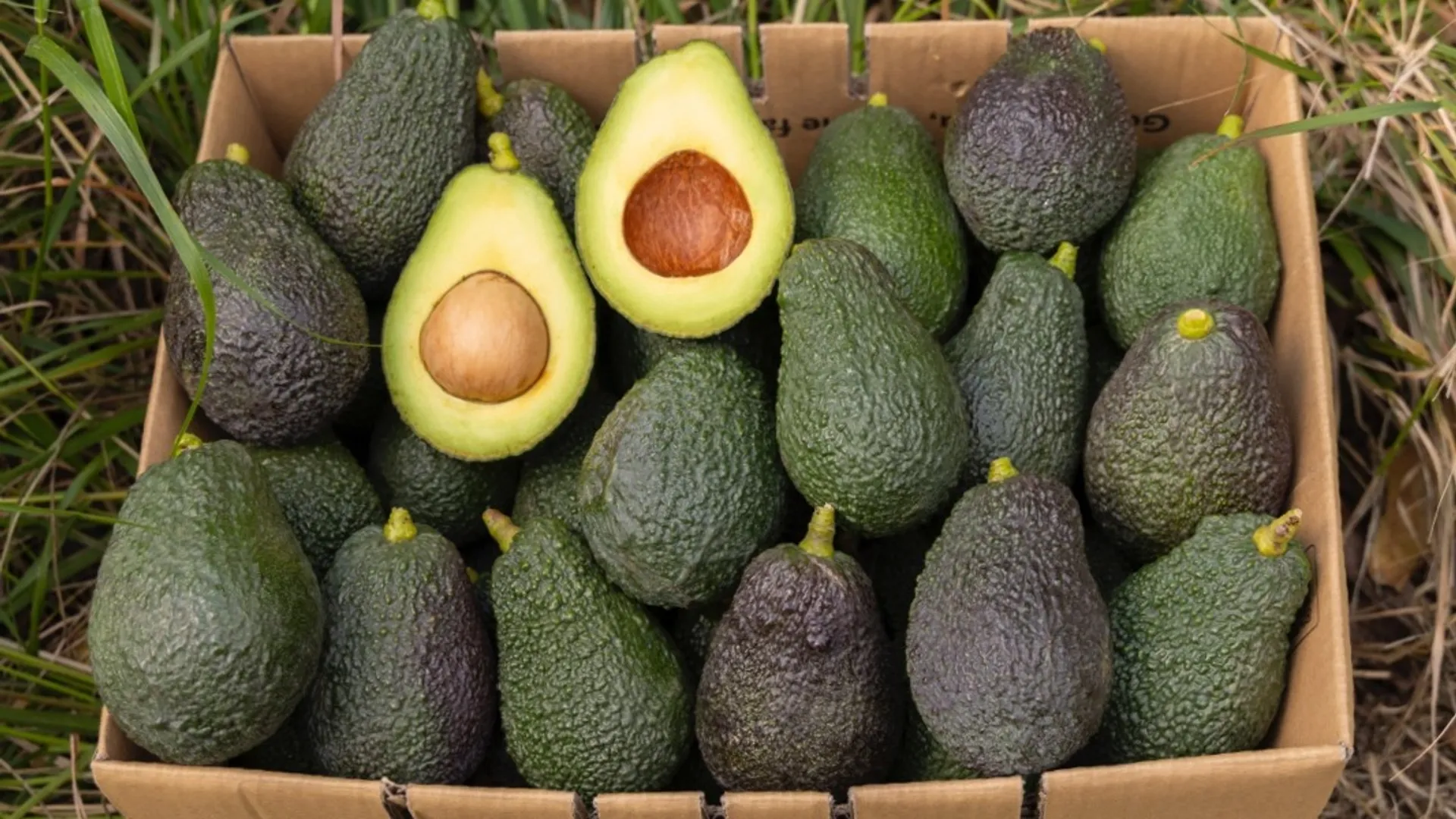 Bio-Avocados von El Mandem | CrowdFarming