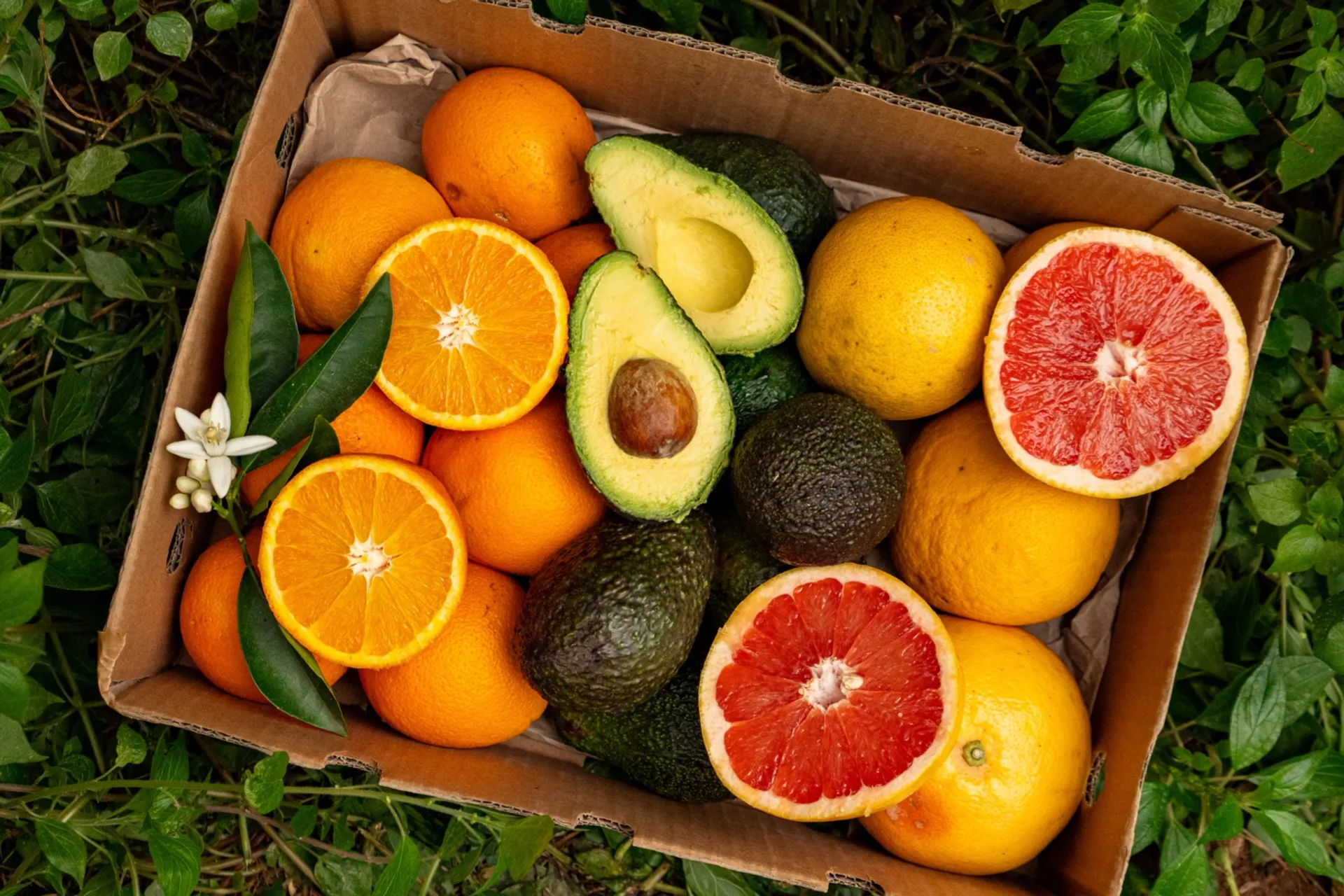 Spring fruits from Unión de Fincas, Spain | CrowdFarming: farm fresh ...