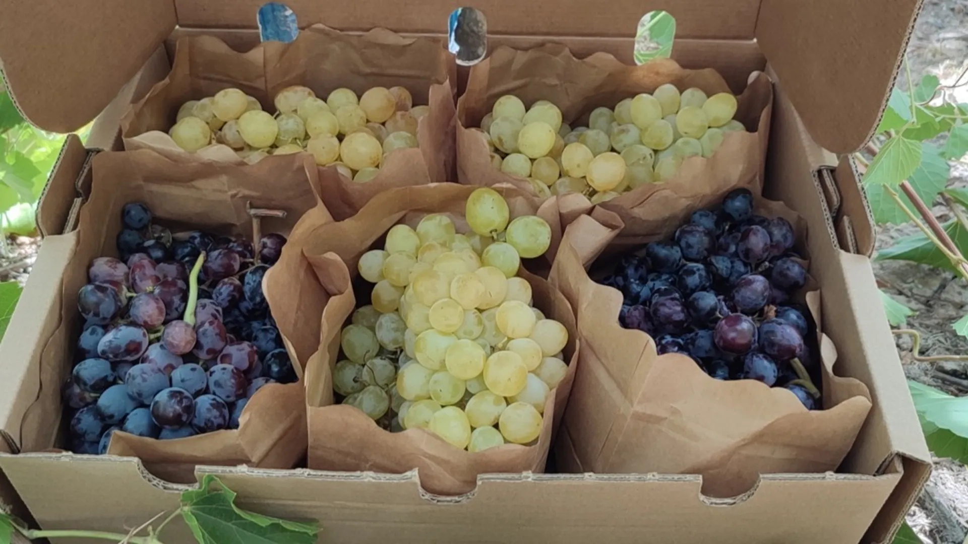 Organic Grapes from Cañada de Ana | CrowdFarming