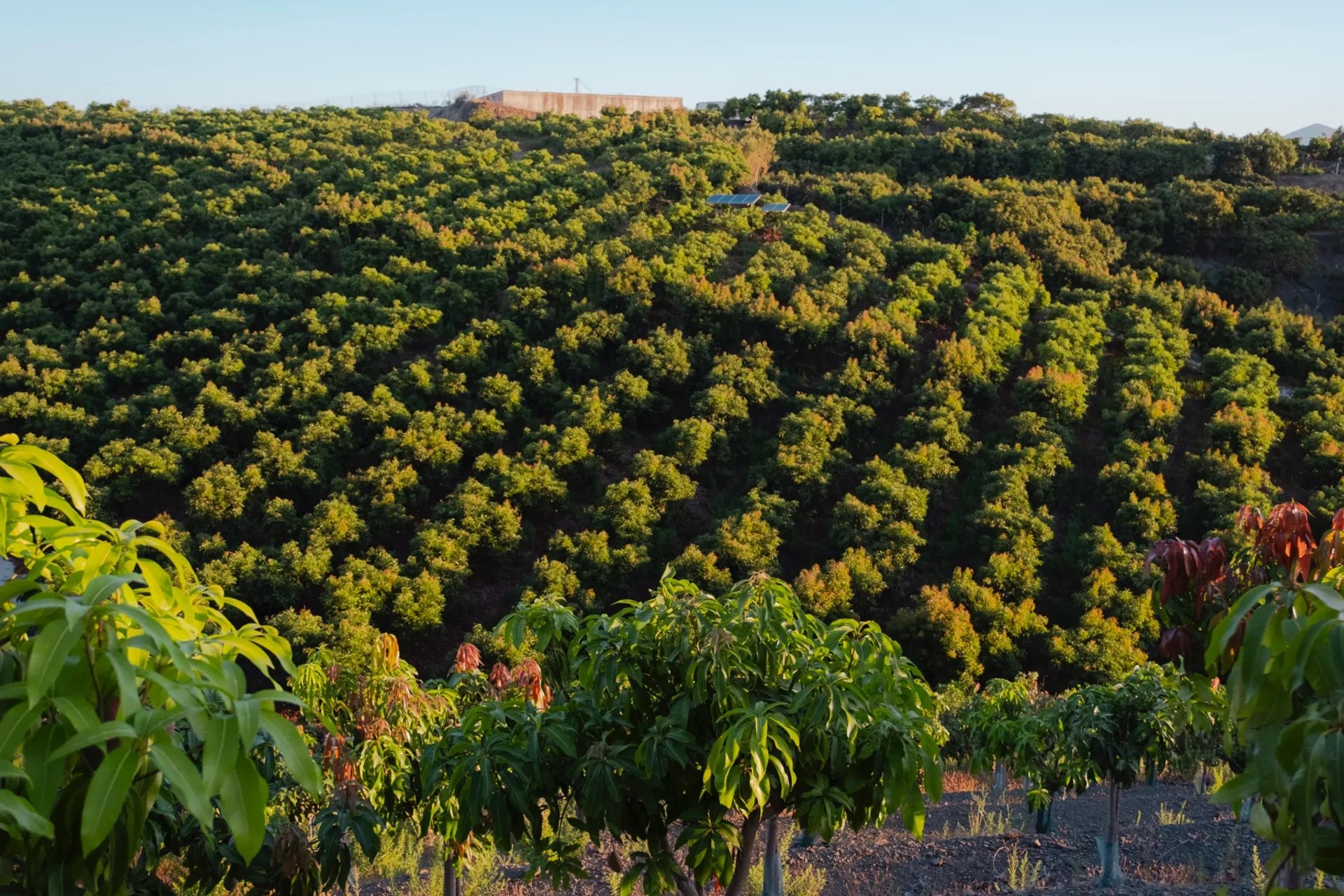 Kent mangos from Cabrillas de Vélez, Spain | CrowdFarming: farm fresh ...
