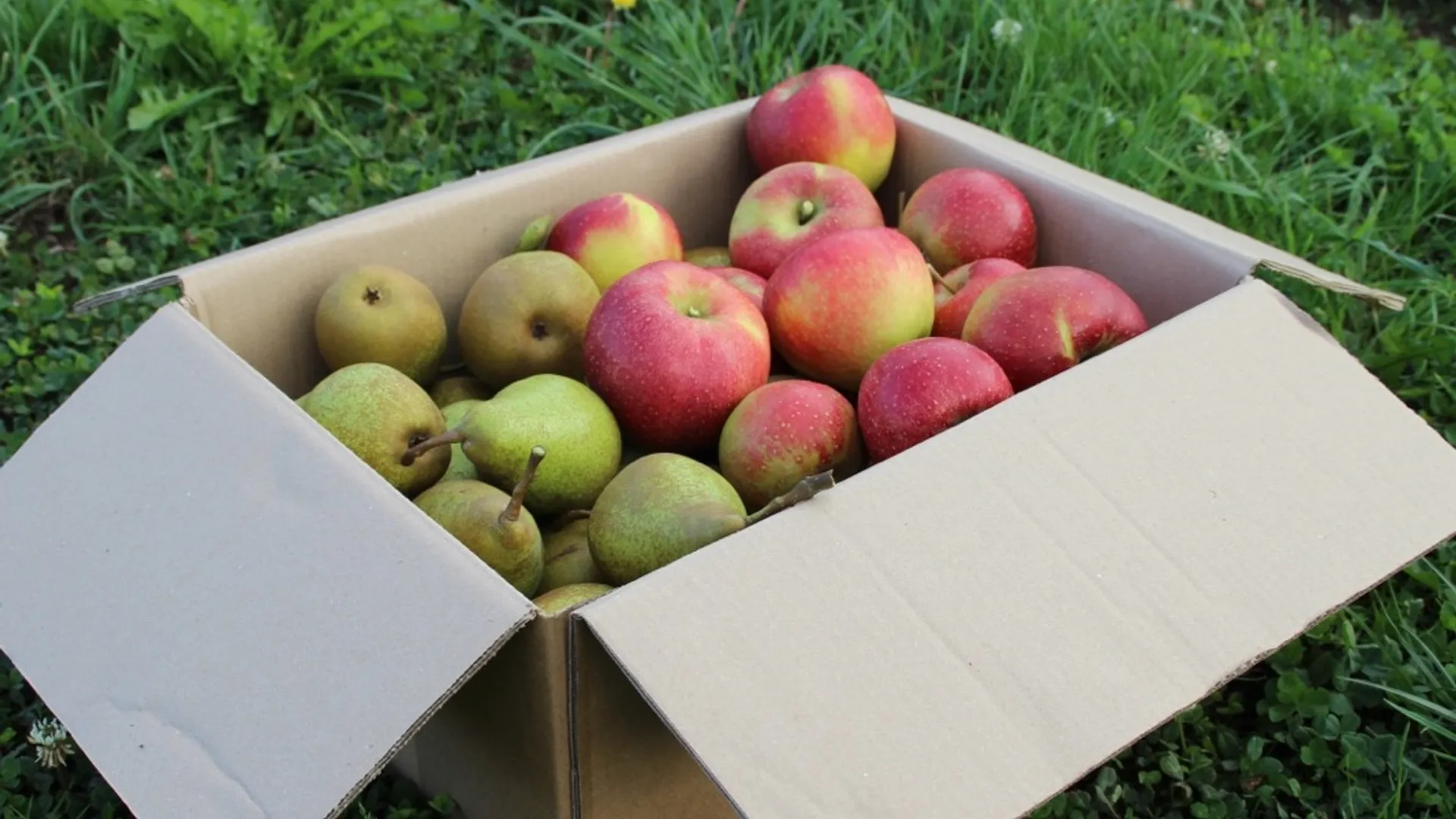 Organic Pears & Apples mixed box in season from Europe | CrowdFarming