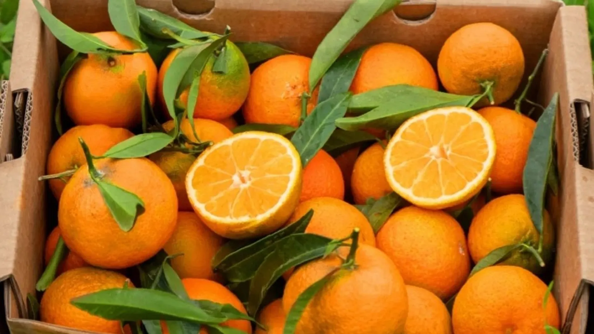 Organic Clementines from Hacienda San Alberto | CrowdFarming