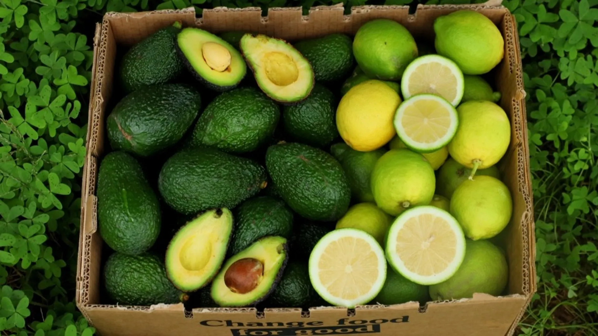 Organic Lemons & Avocados mixed box in season from Europe | CrowdFarming