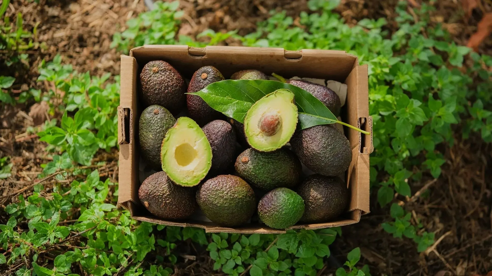 Bio-Avocados von El Salto | CrowdFarming
