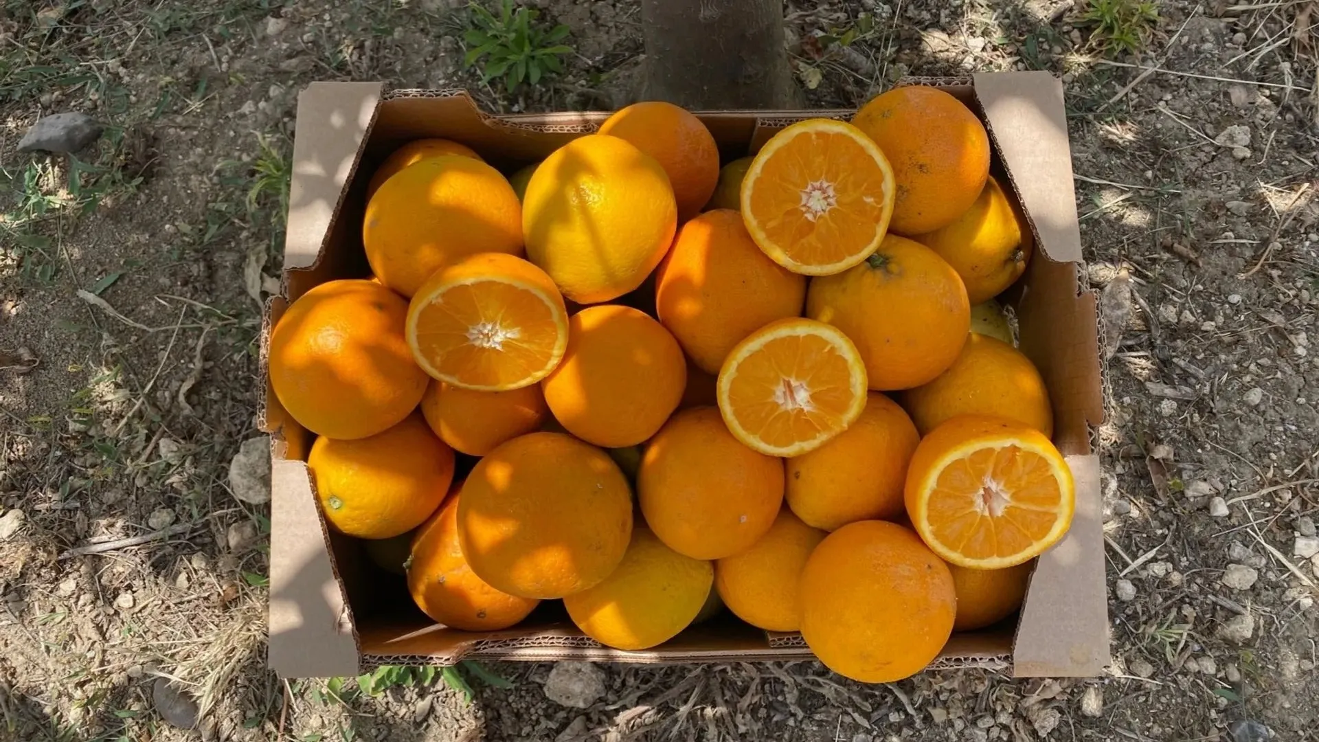 Organic Oranges from Oroverde | CrowdFarming