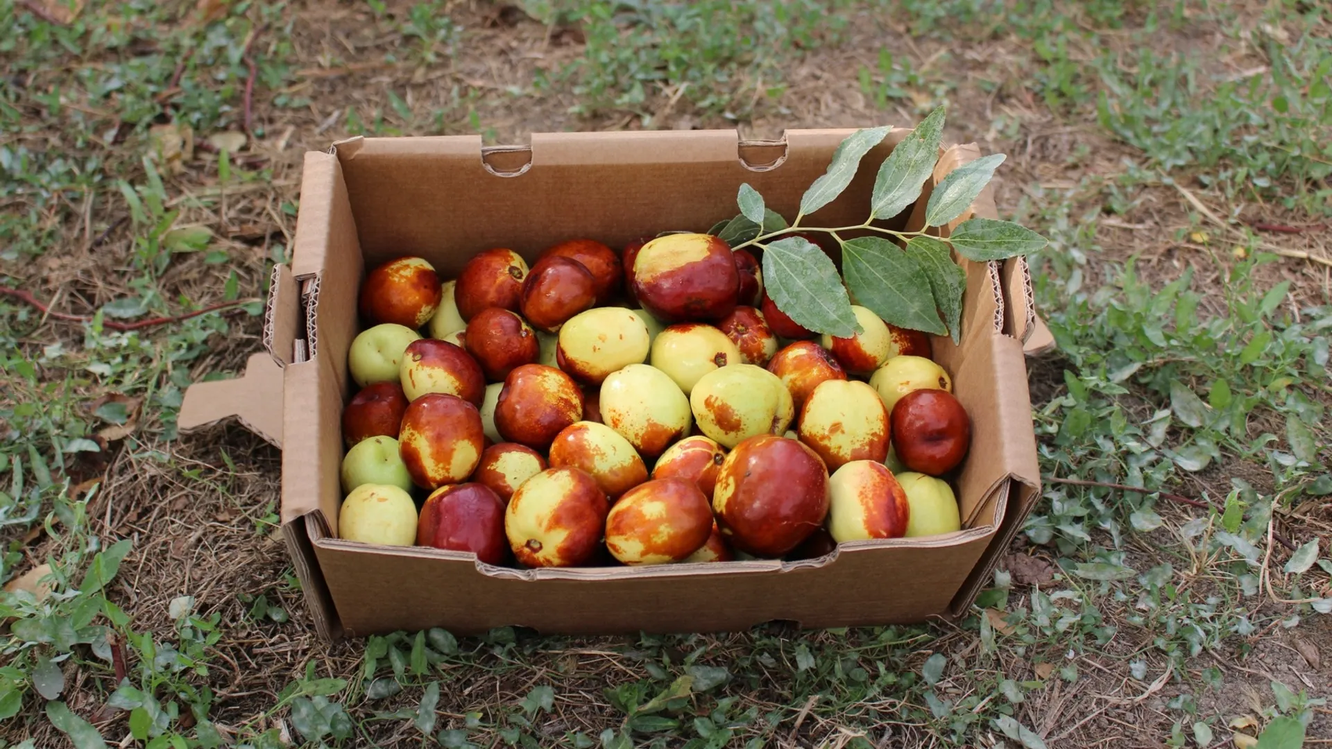 Frutas exóticas de Cultivo Ecologico de Maison Tamisier | CrowdFarming