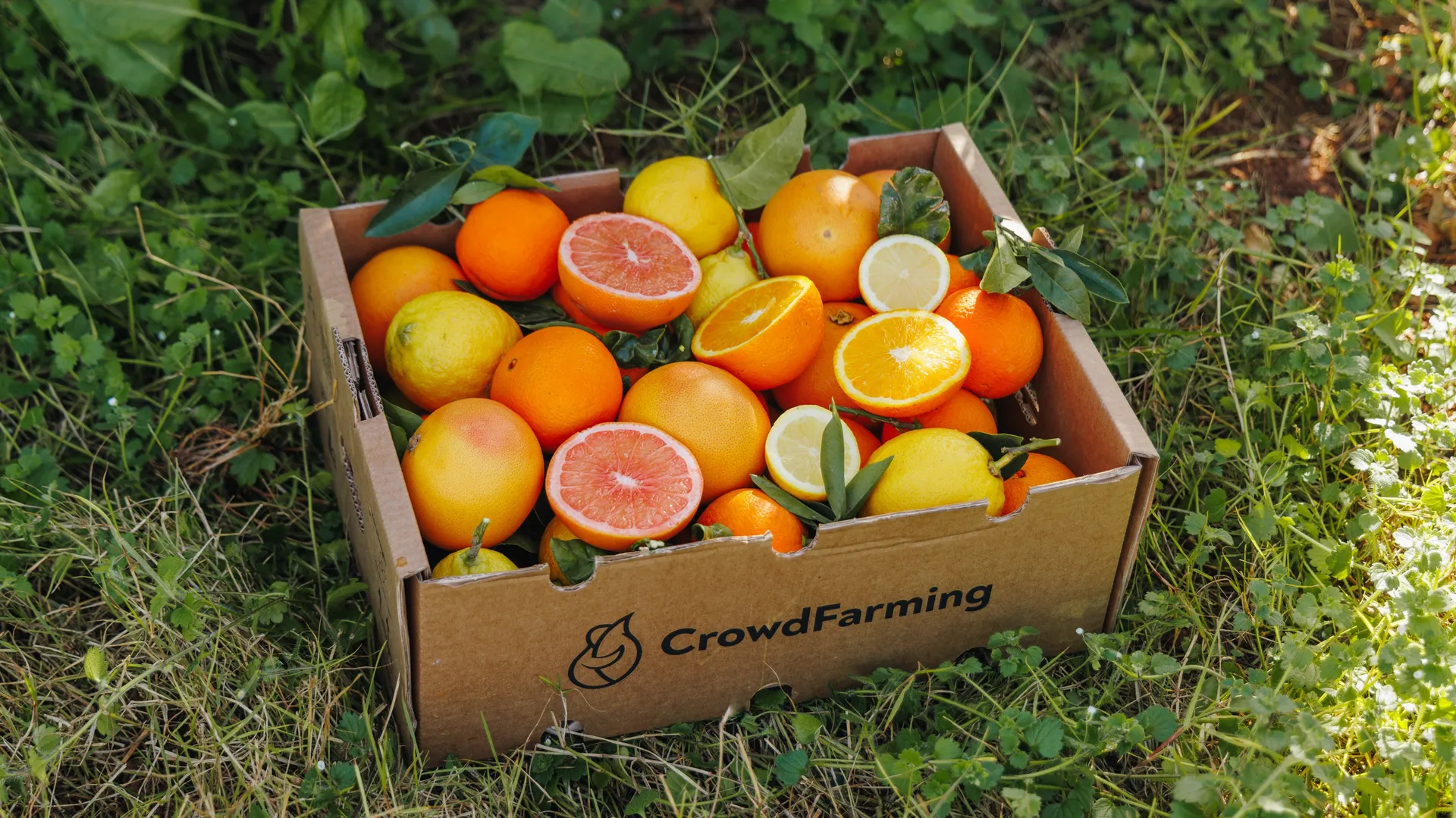Citrons et Oranges de saison et d'Europe | CrowdFarming