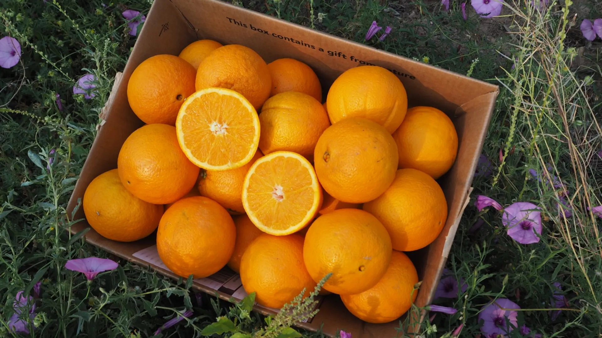 Organic Oranges from Romal | CrowdFarming