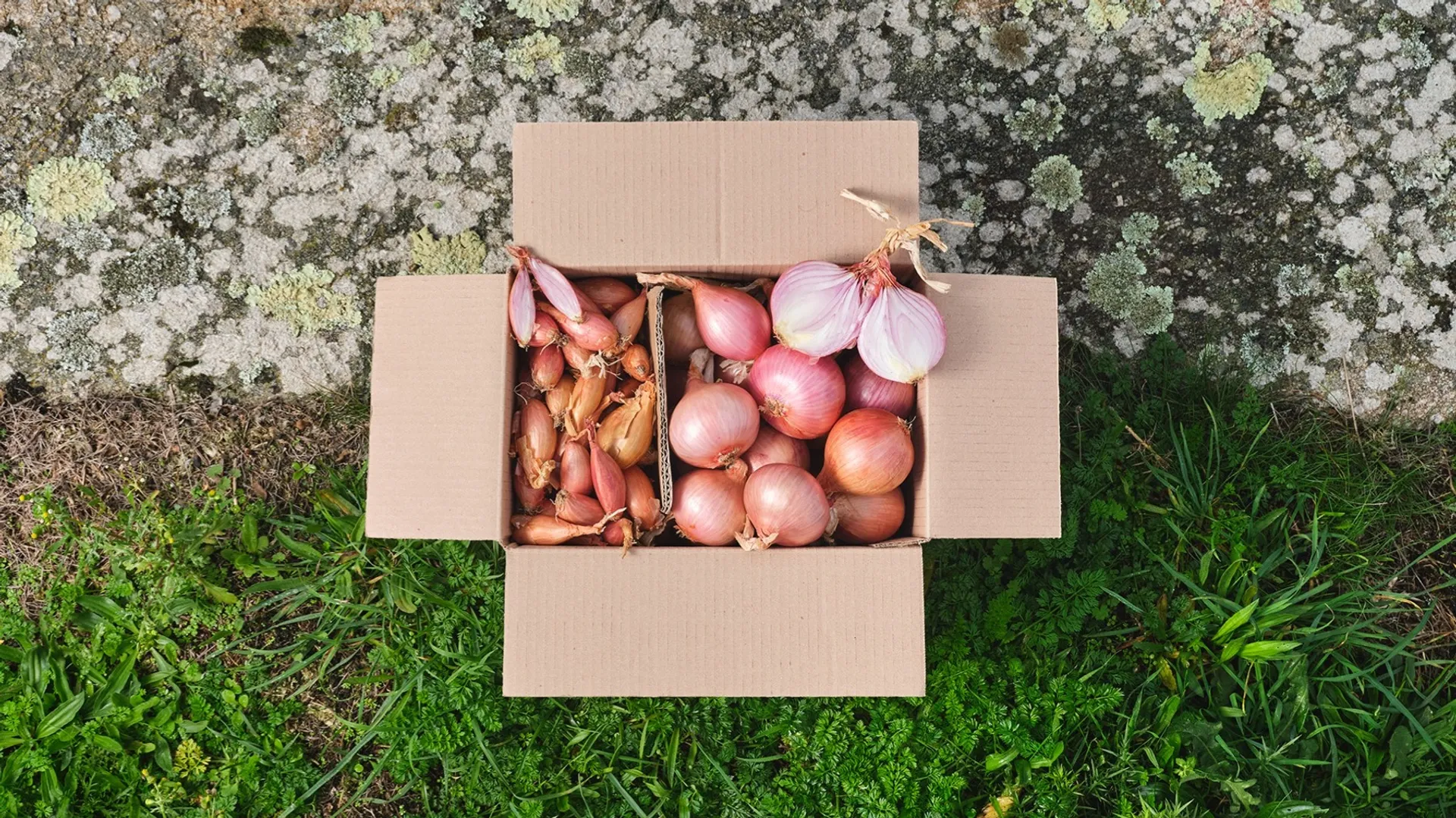 Organic Onions & Onions mixed box in season from Europe | CrowdFarming