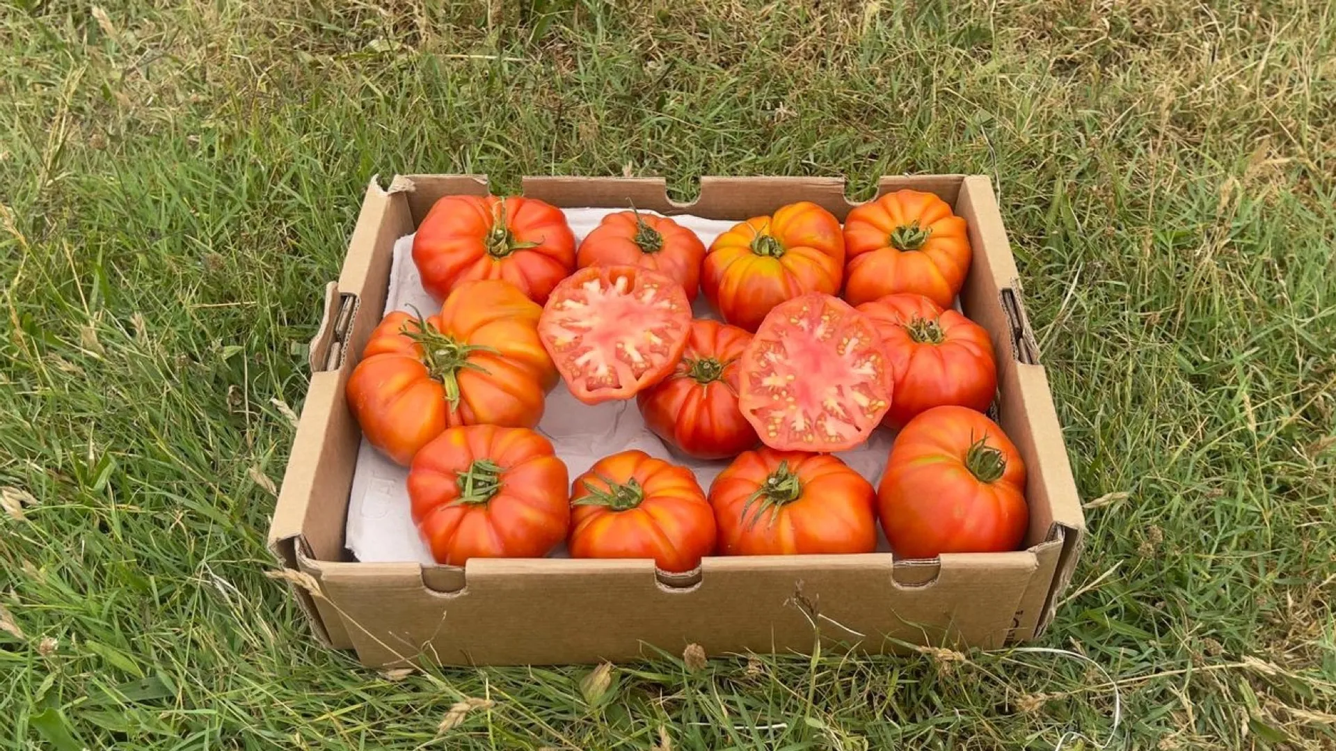 Organic Tomatoes from Soleil Sud Bio | CrowdFarming