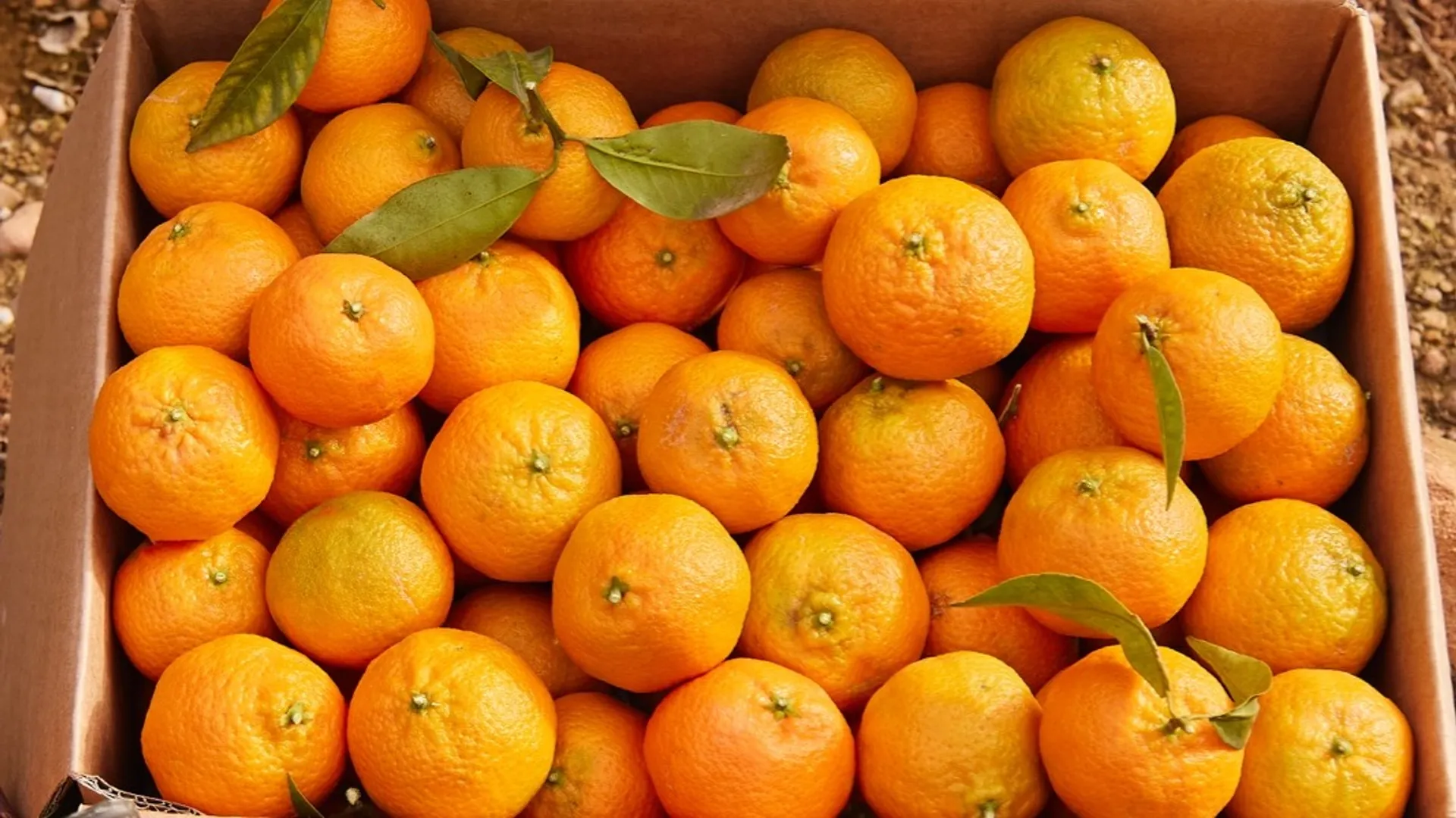 Biologische Clementines uit Hort del ZŠfir | CrowdFarming